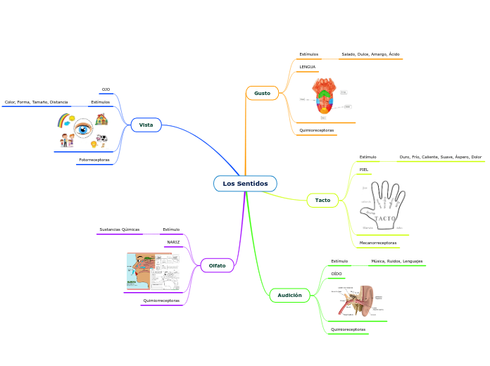 Los Sentidos - Función de Relación - Mind Map